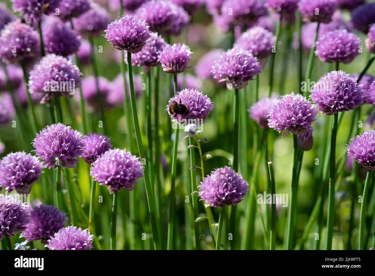 Diversity of onion species hi-res stock photography and images - Alamy
