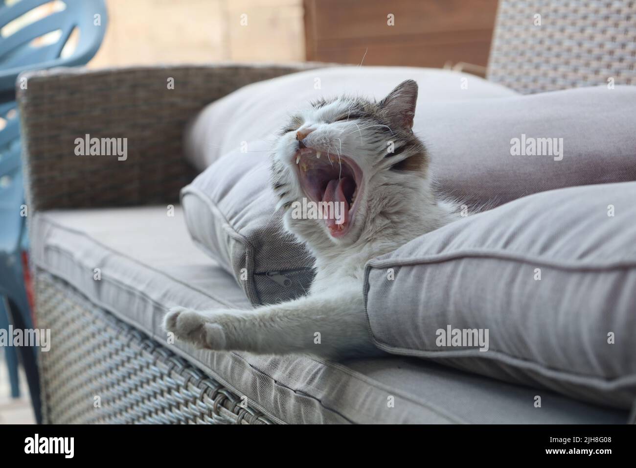 Cat yawning at sofa hi-res stock photography and images - Alamy