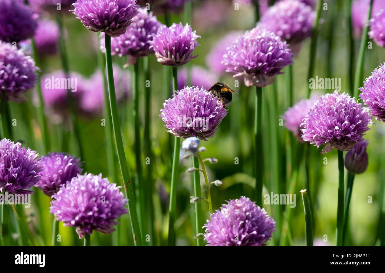 Diversity of onion species hi-res stock photography and images - Alamy