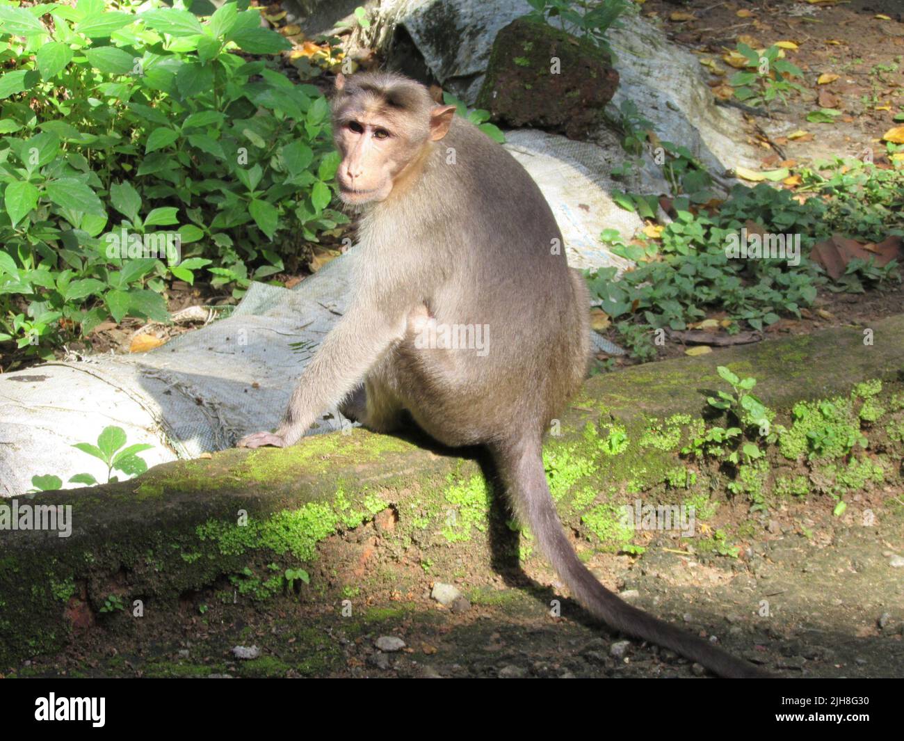 A closeup of a bonnet macaque(Macaca radiata) sitting on a concrete ...