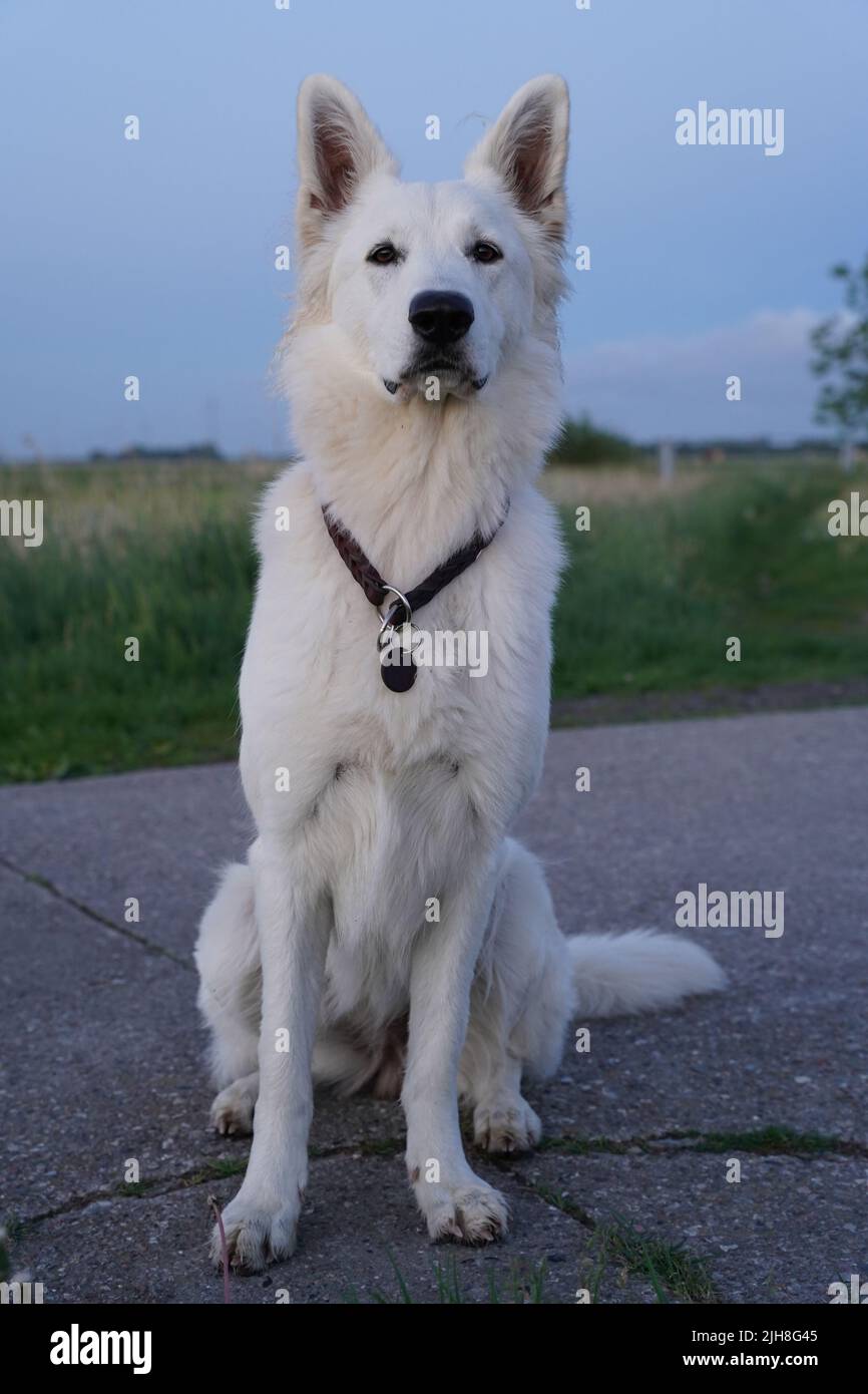 The close-up shot of white Swiss Shepherd dog in the countryside ...