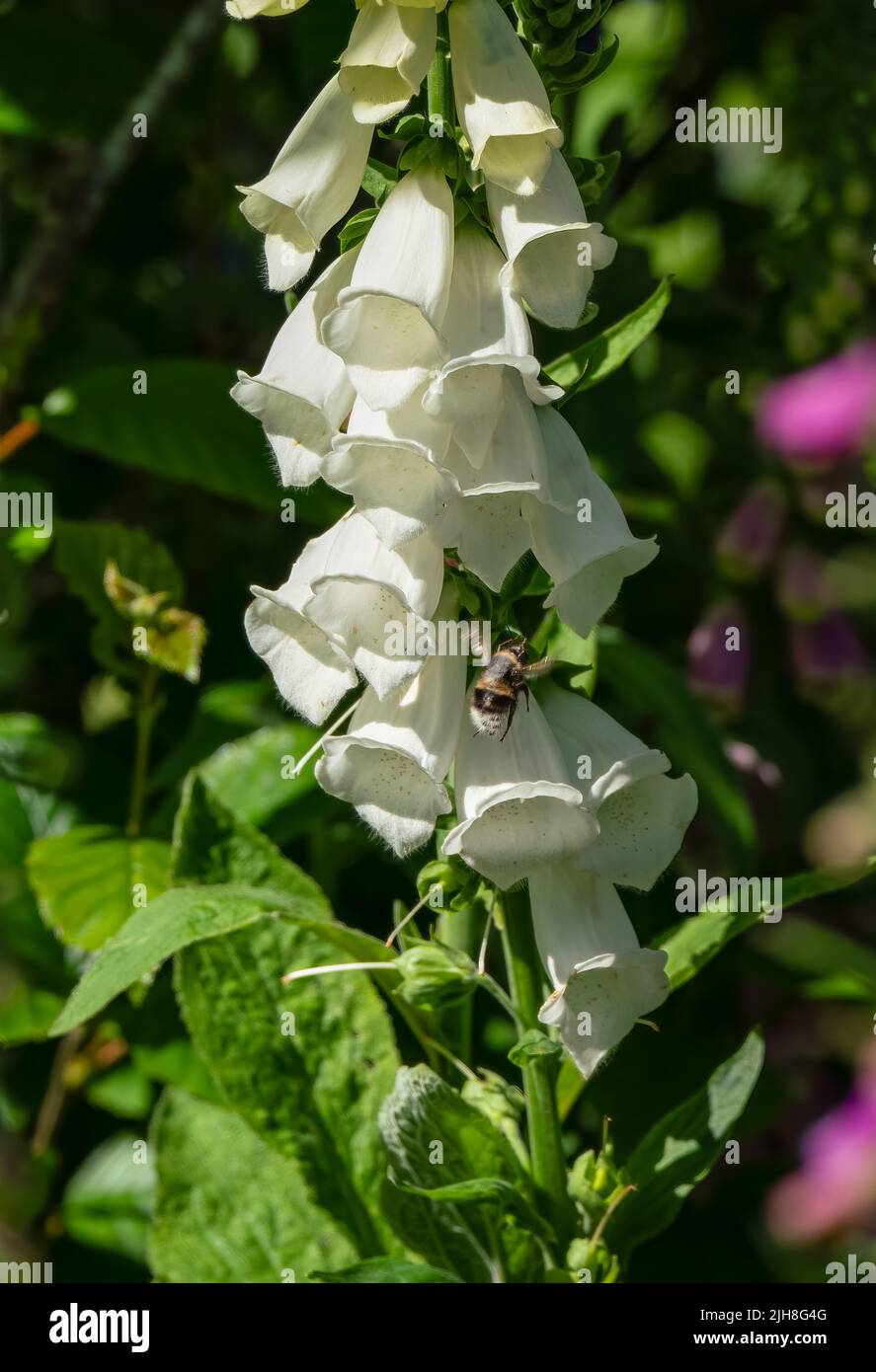 detailed close up of White Foxgloves Stock Photo - Alamy