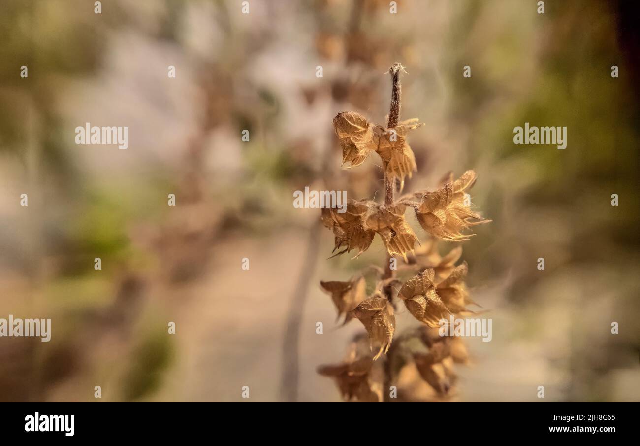 Syriacus bloom hi-res stock photography and images - Alamy