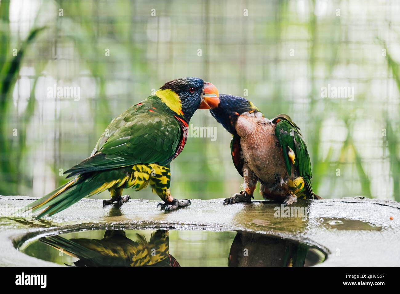 The two Loriini parrots kissing each other in the cage Stock Photo - Alamy