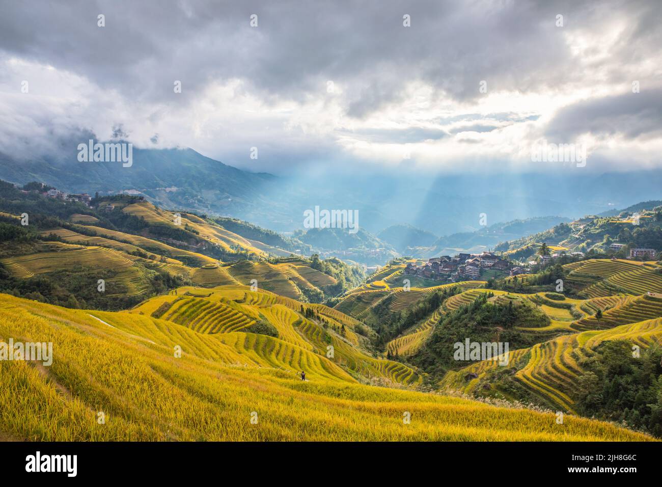 An aerial view of the Longji Terraced Fields (Dragon's Backbone) in ...