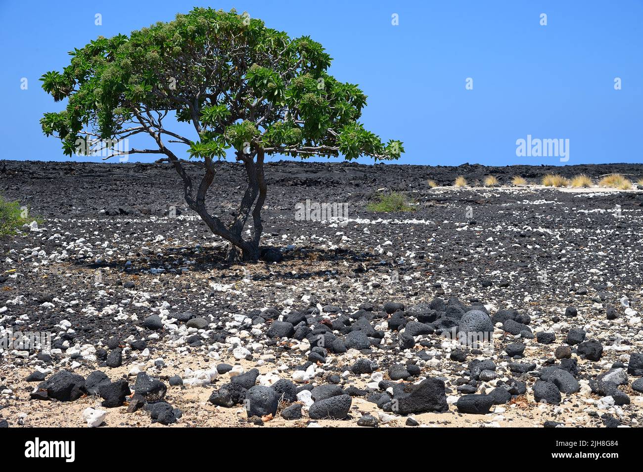 Mahai‘Ula Beach - an iconic lava beach north of Kona Kailua, Kalaoa HI ...