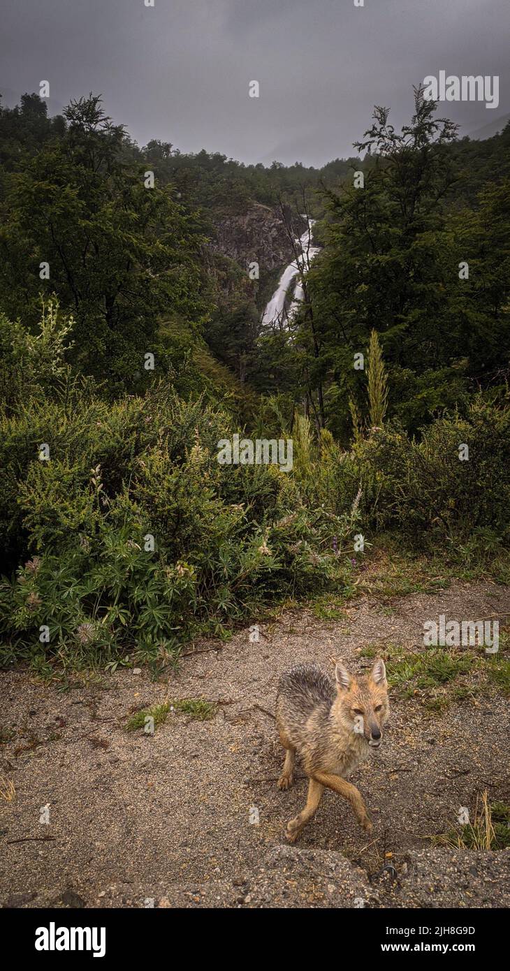 A vertical shot of a beautiful place in nature with a waterfall hoing ...
