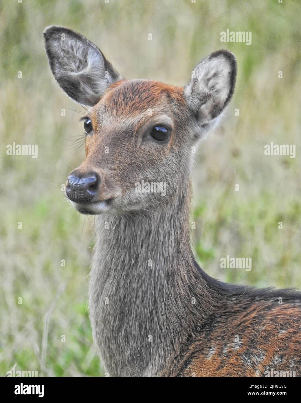 Sika deer female woods hi-res stock photography and images - Alamy