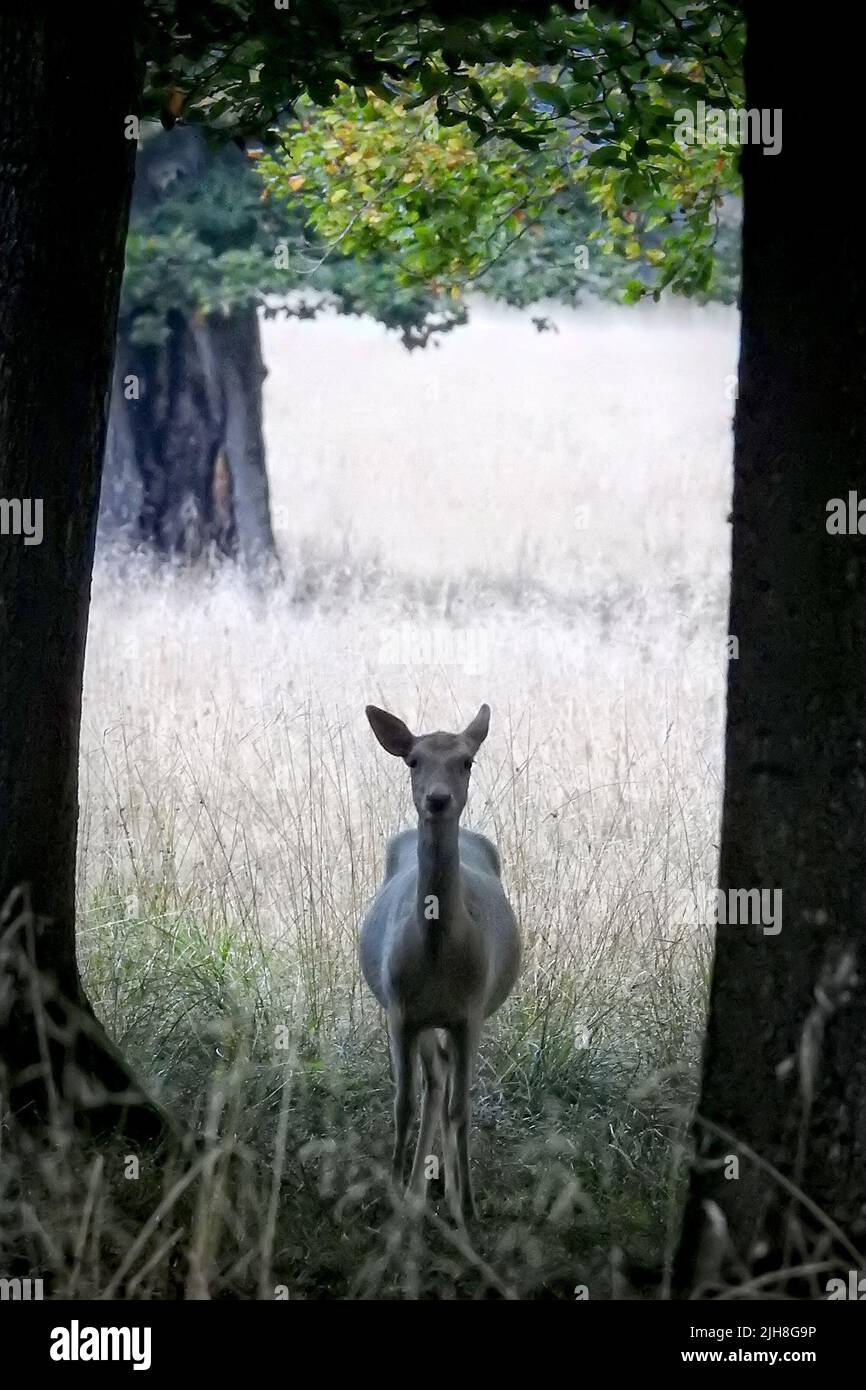 Female standing between trees hi-res stock photography and images - Alamy