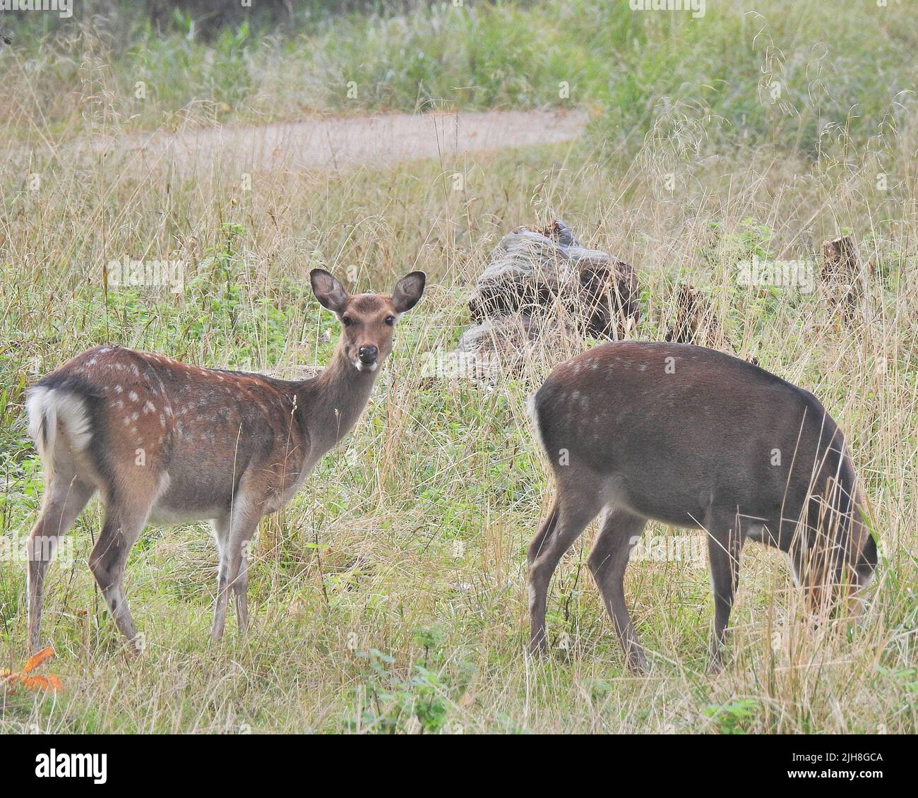 Sika deer female woods hi-res stock photography and images - Alamy