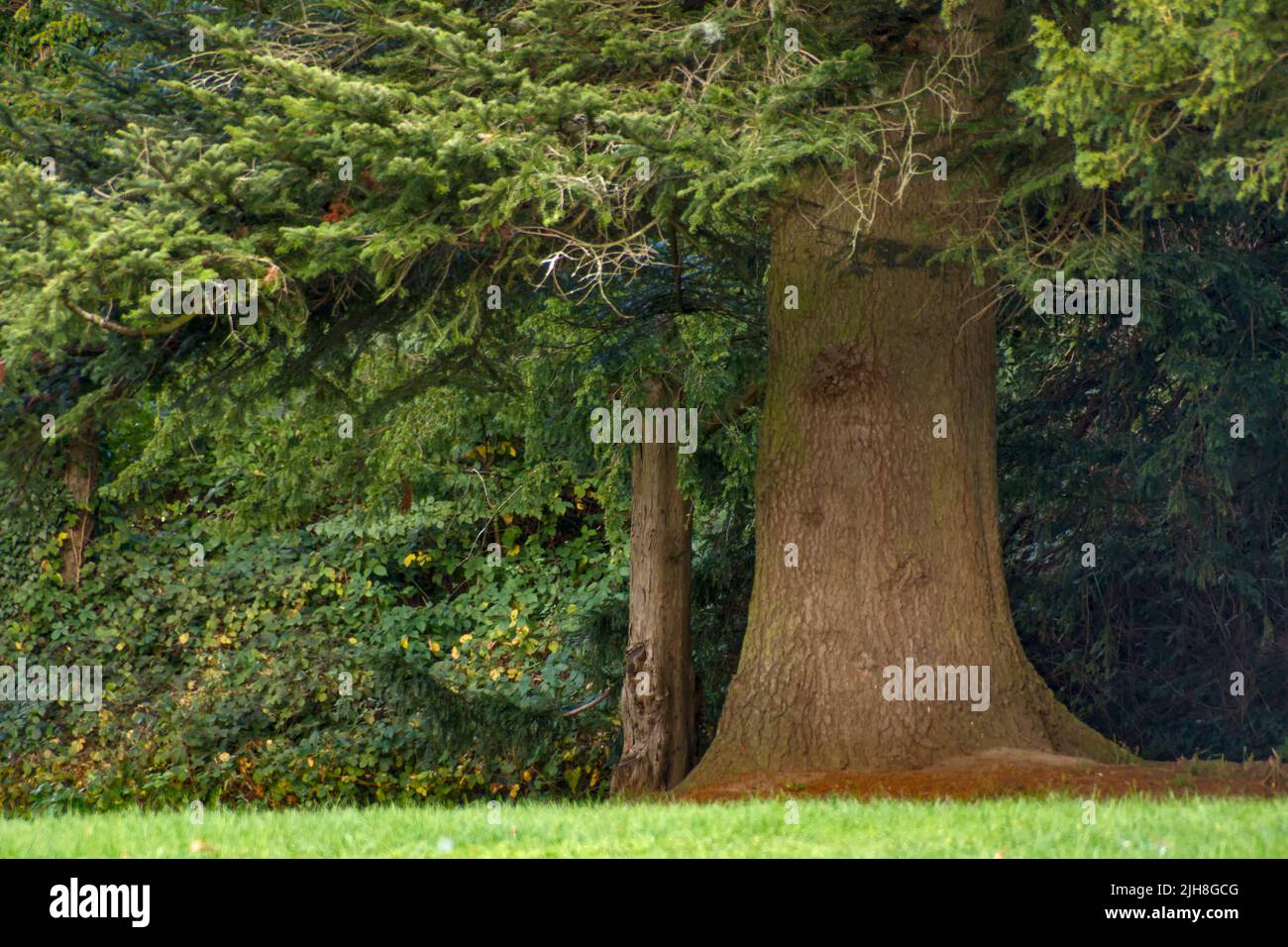 Thick tree bark hi-res stock photography and images - Alamy