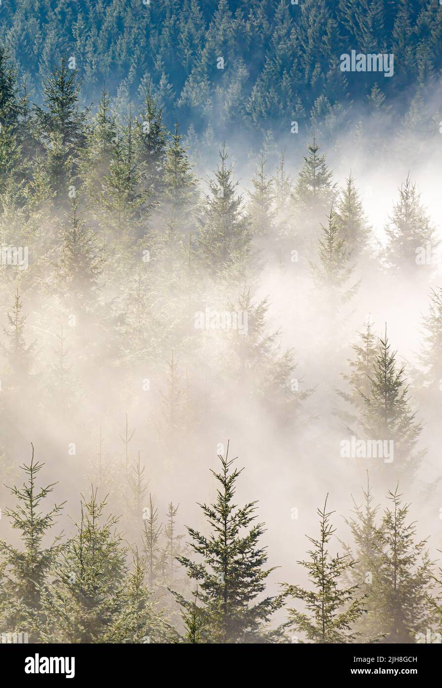 A vertical shot of a forest in the fog, perfect for wallpaper Stock ...