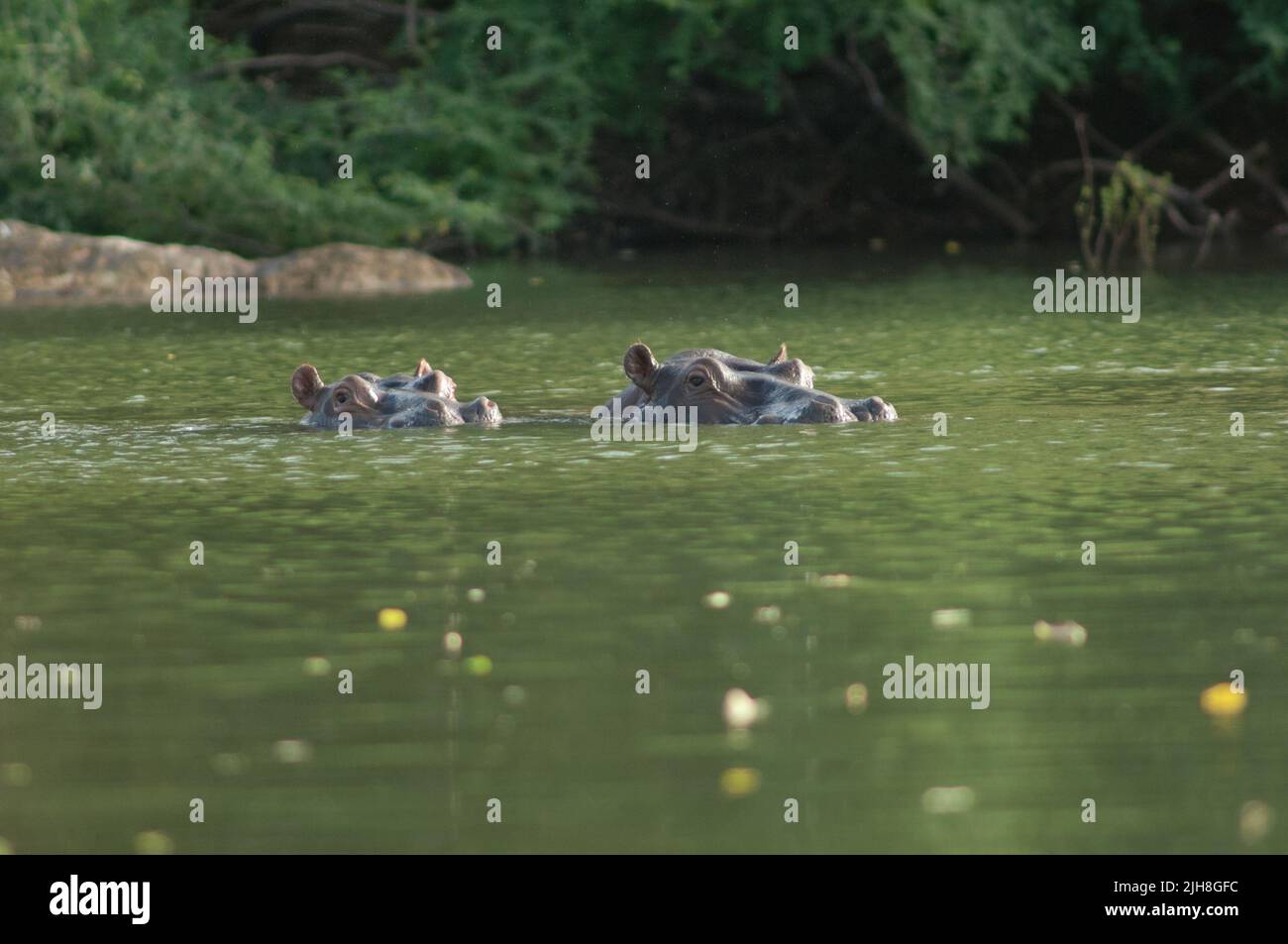 Hippos Hippopotamus amphibius in the Gambia River. Niokolo Koba ...