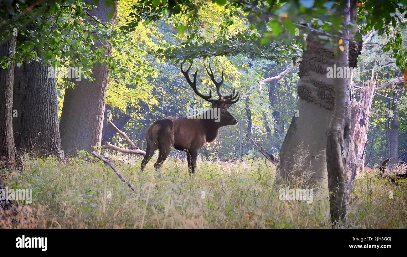 A majestic adult red deer stag in the forest during the daytime Stock ...