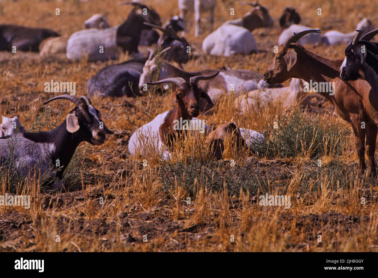 Resting goats hi-res stock photography and images - Alamy