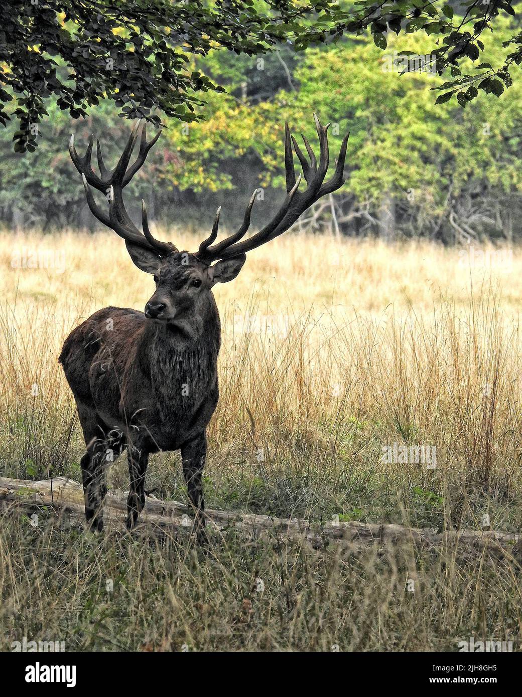 A vertical shot of an adult red deer stag with big powerful horns Stock ...