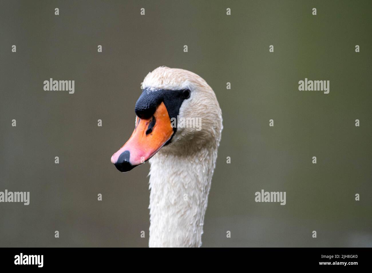 A closeup portrait of a beautiful white German swan on blurry ...