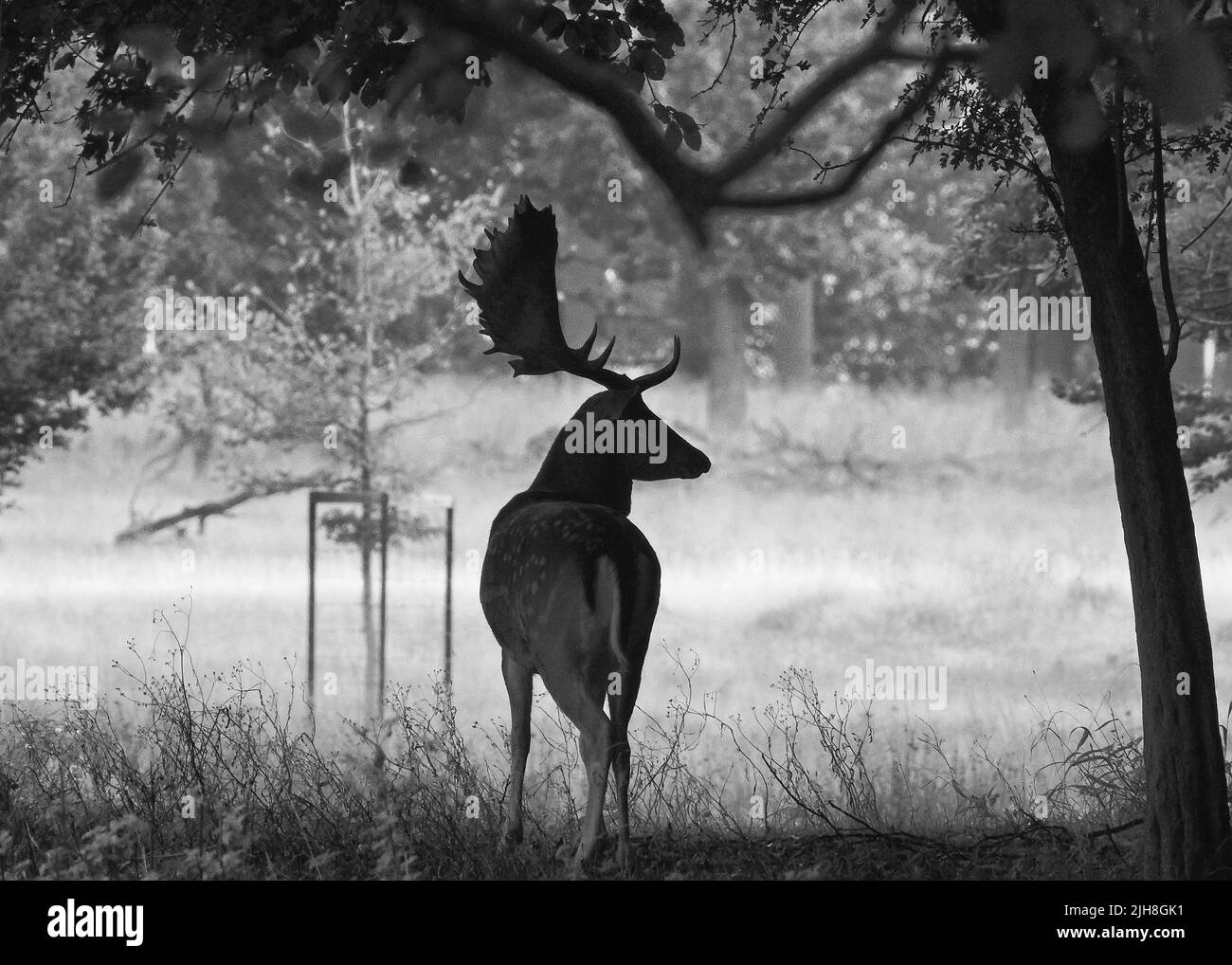 A silhouette of an adult European fallow deer stag under the tree in ...