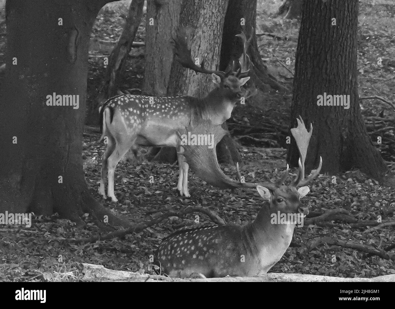 Fallow deer stag big Black and White Stock Photos & Images - Alamy