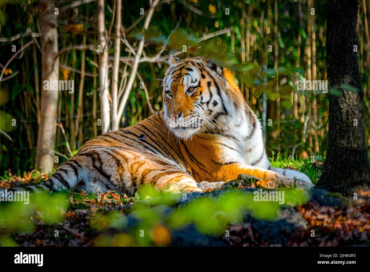 An adult tiger lying on the ground while observing the surroundings ...