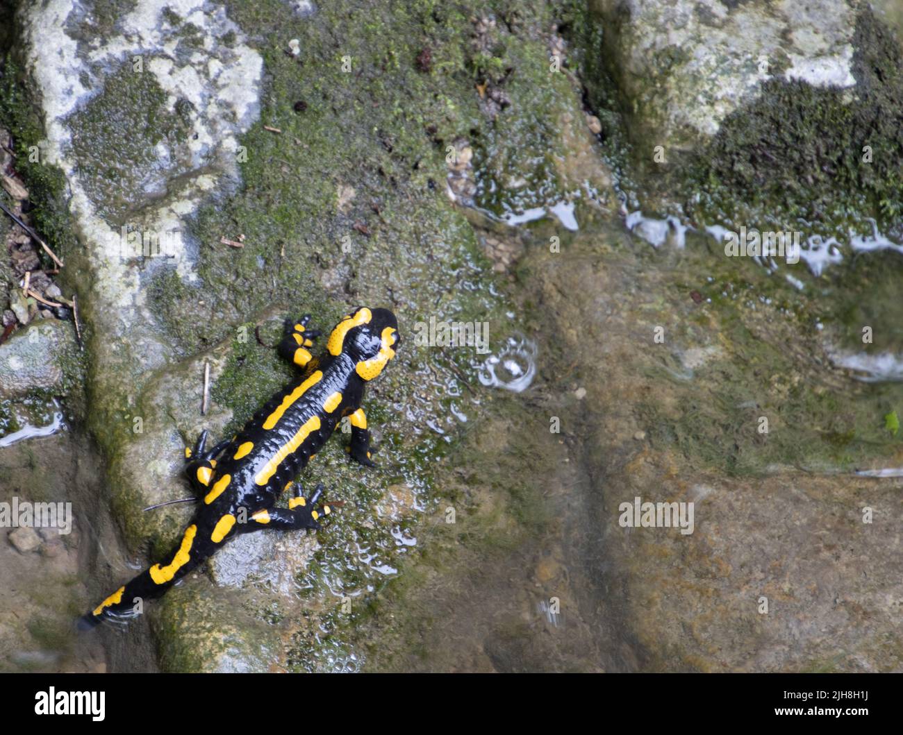 Close up of Fire Salamander crawling through rocks, also called ...