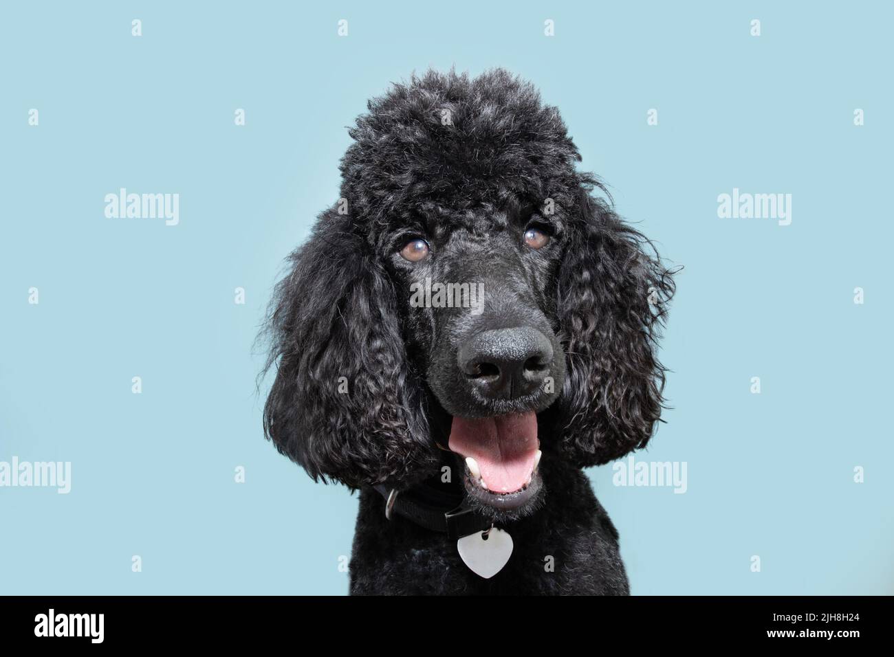 Portrait happy poodle puppy dog smiling, Isolated on blue colored ...