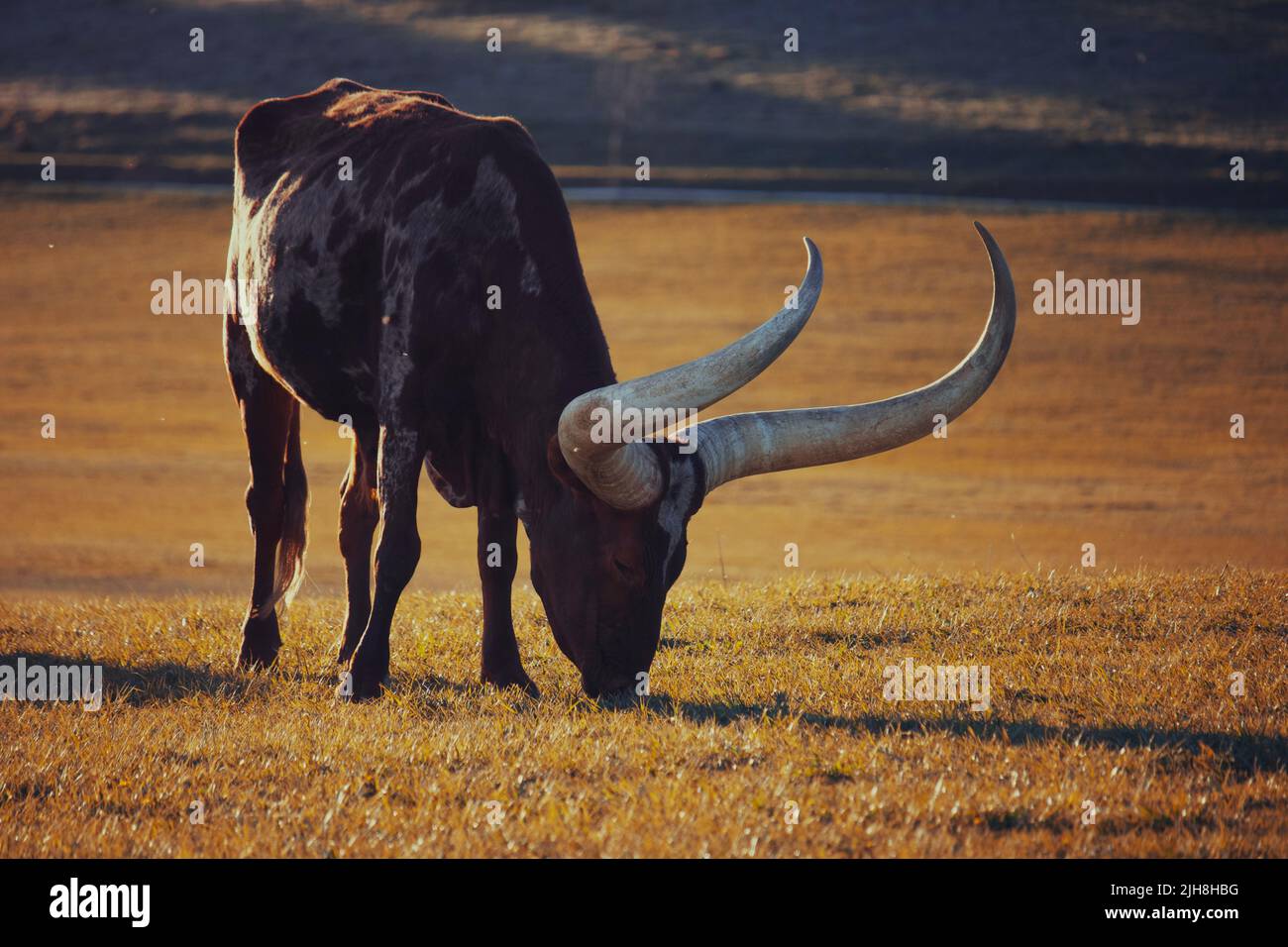 Longhorn yellow grass hi-res stock photography and images - Alamy