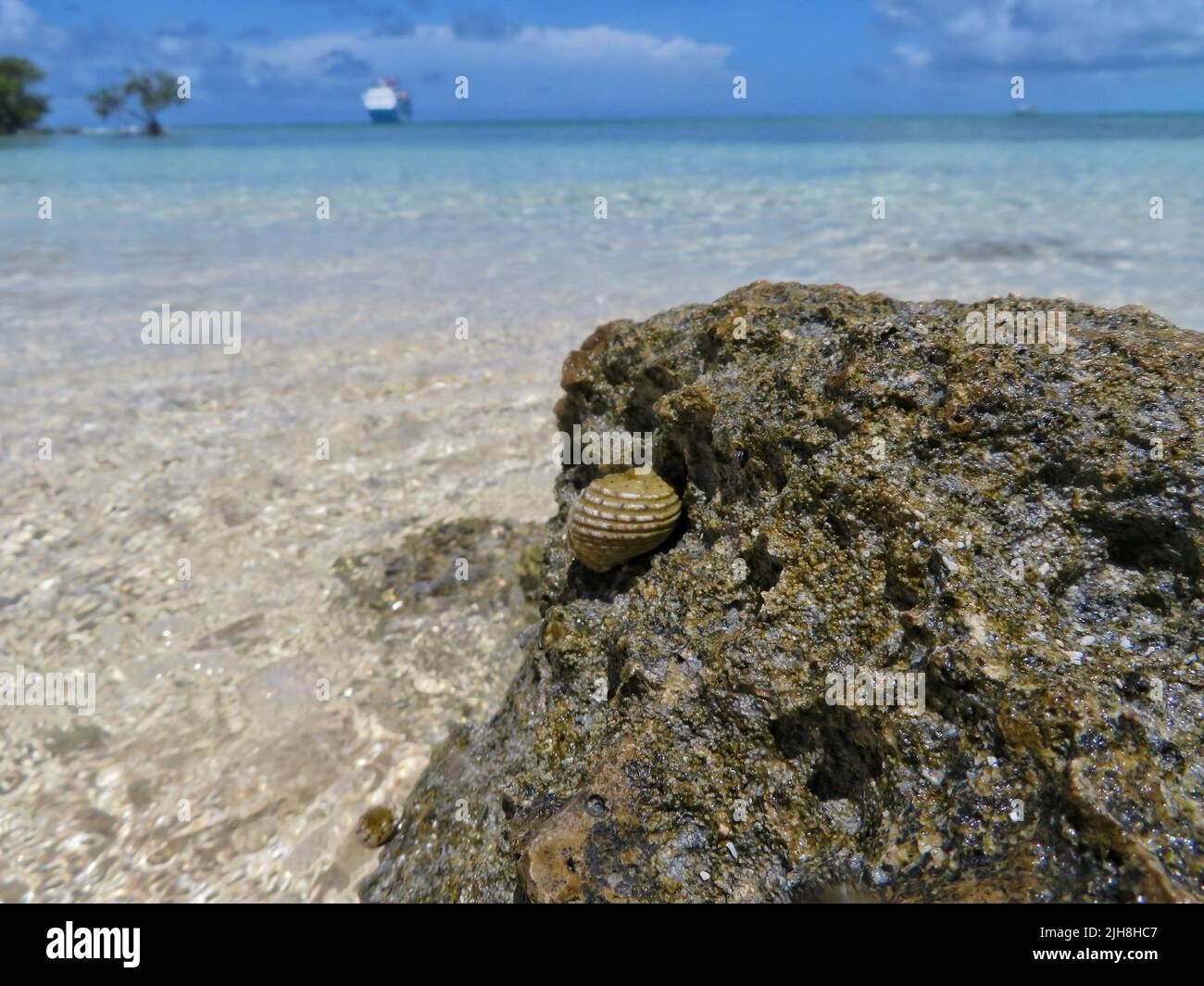 Beautiful shells in the ocean with splashing waves Stock Photo - Alamy