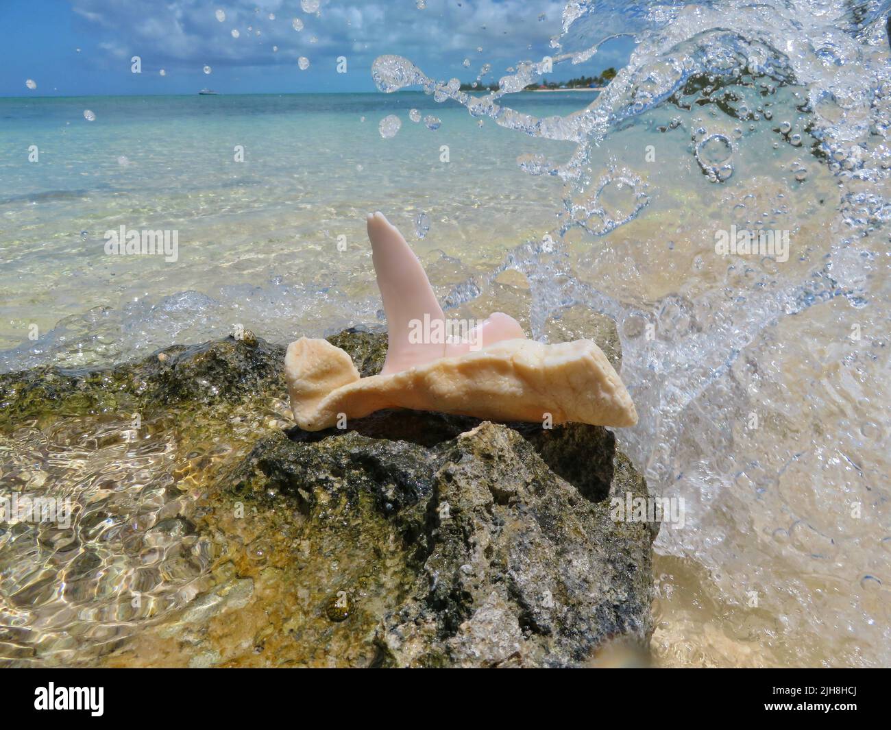 Shell splashing water hi-res stock photography and images - Alamy