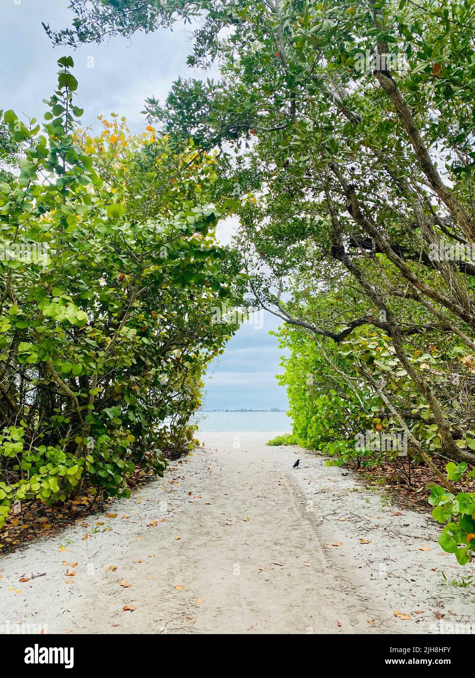 A vertical shot of a pathway leading to the beach through dense trees ...