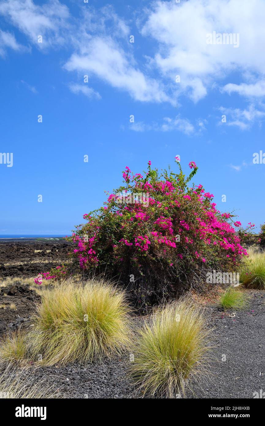 An iconic landscape on Big Island, Kona Kailua HI Stock Photo - Alamy