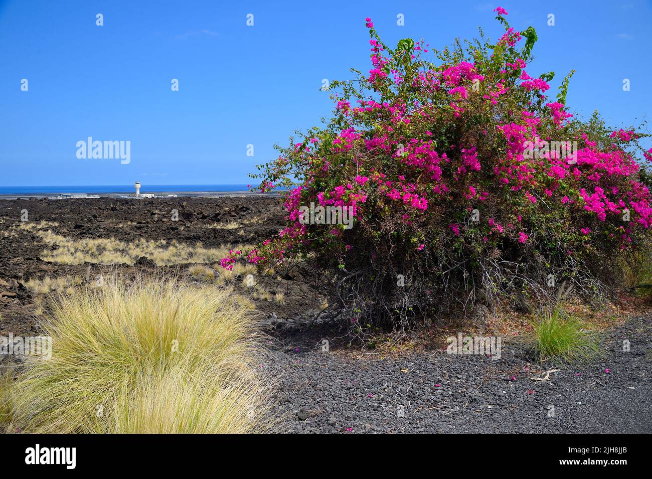 An iconic landscape on Big Island, Kona Kailua HI Stock Photo - Alamy