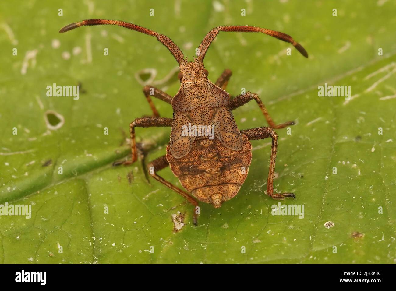 Closeup on a speckled brown herbivorous nymph instar Dock bug, Coreus ...