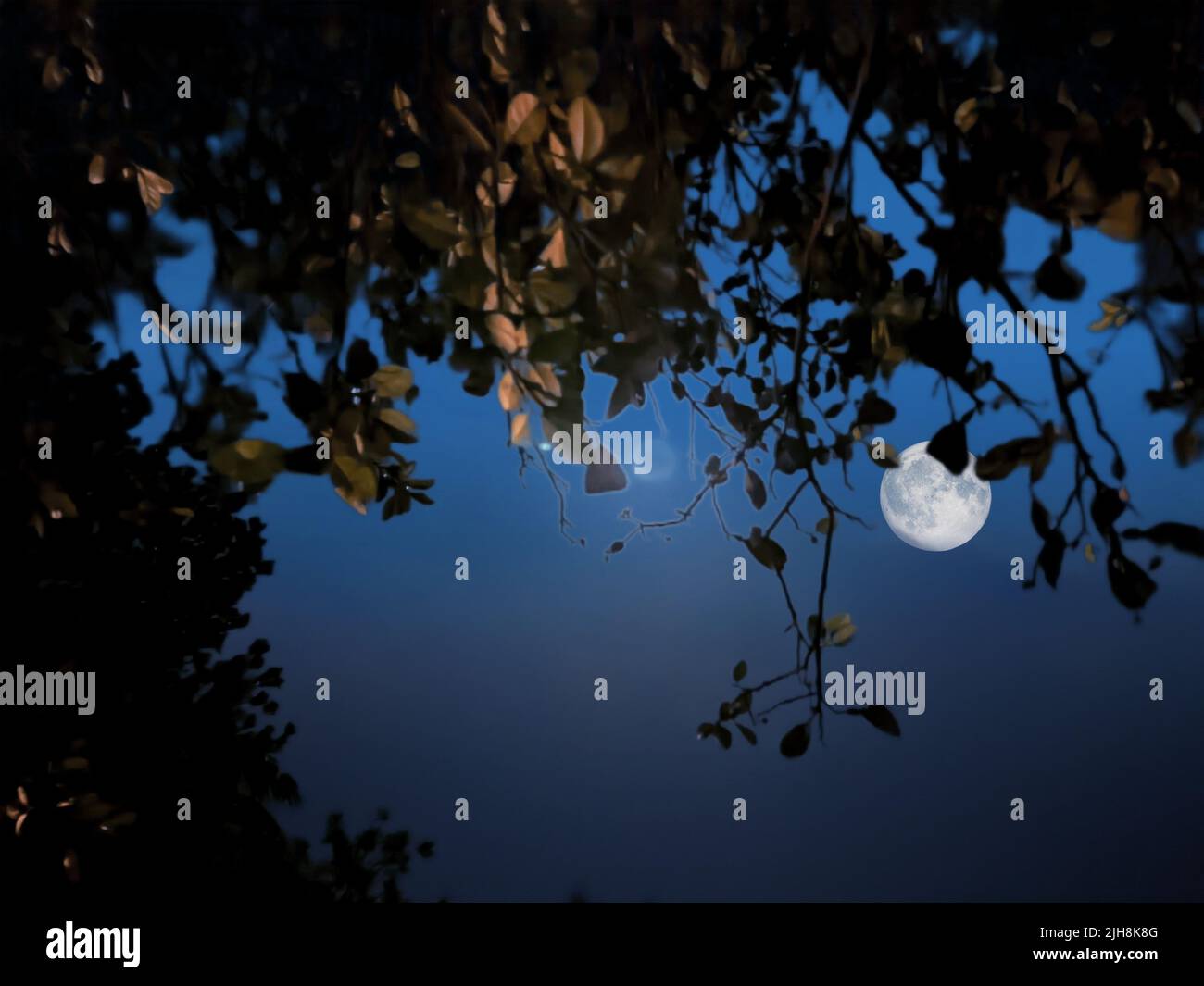 A dramatic view of the full moon through the tree leaves Stock Photo - Alamy