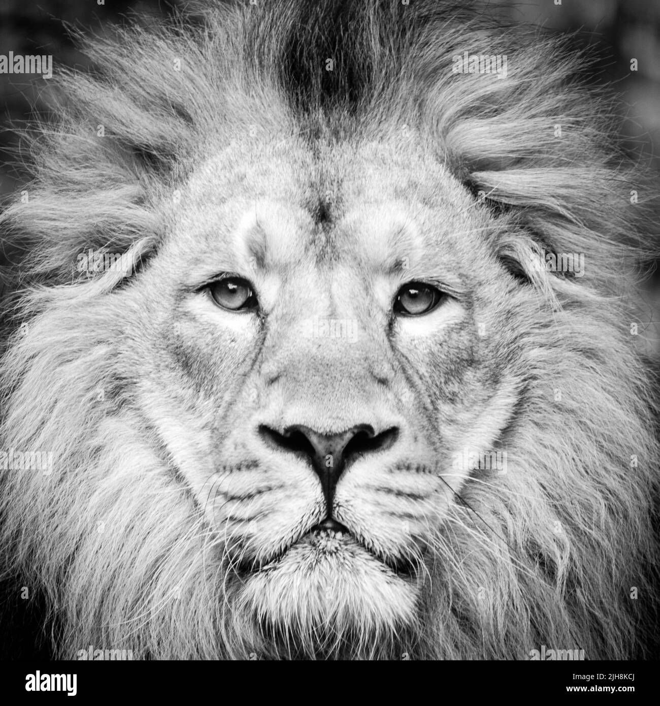 Looking straight at camera Black and White Stock Photos & Images - Alamy