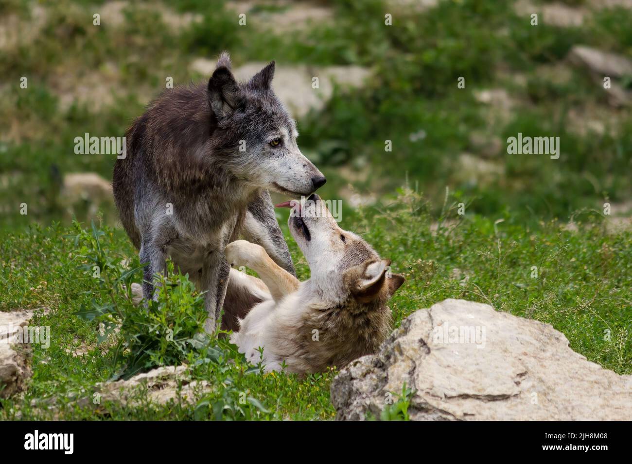 Kissing wolves hi-res stock photography and images - Alamy