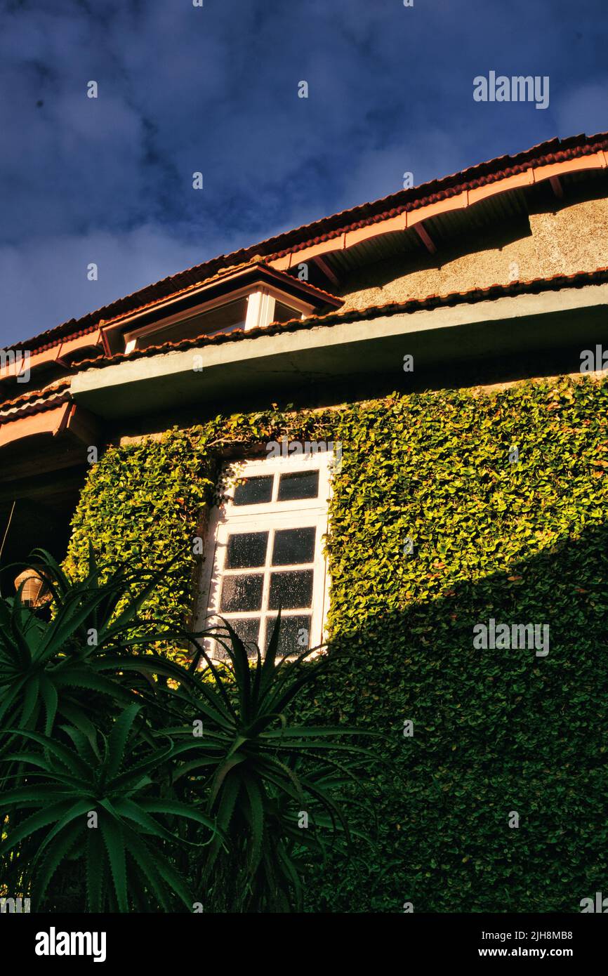 The exterior of a building with a window covered by green bush under ...