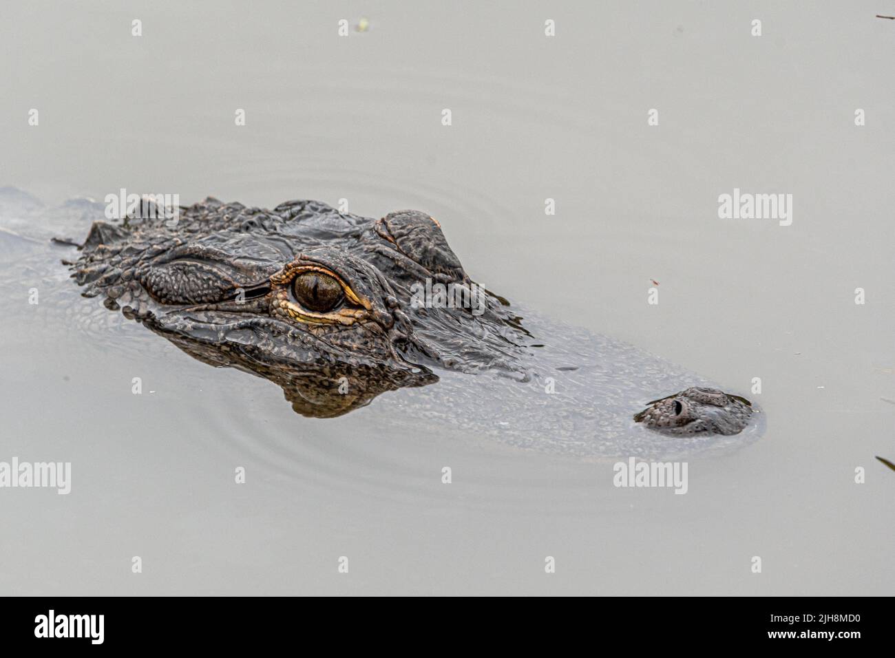A closeup of an alligator's head peeking out of water Stock Photo - Alamy