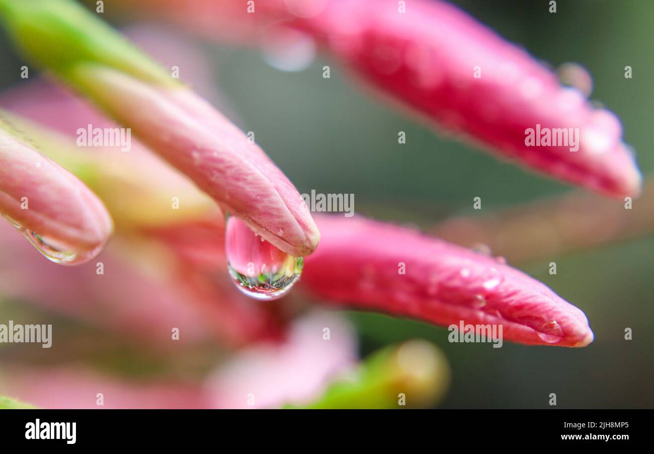 A macro of a water drop dripping off of pink flower petals Stock Photo ...