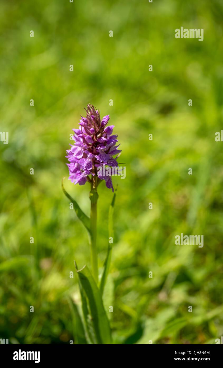 beautiful pink and purple pyramidal orchid (Anacamptis pyramidalis ...