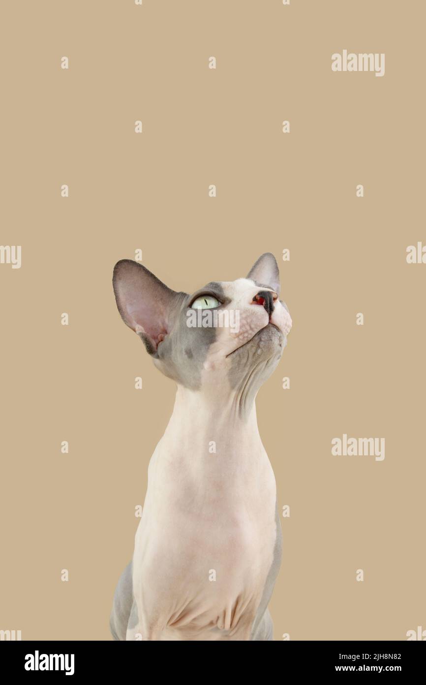 Cat begging food hi-res stock photography and images - Alamy