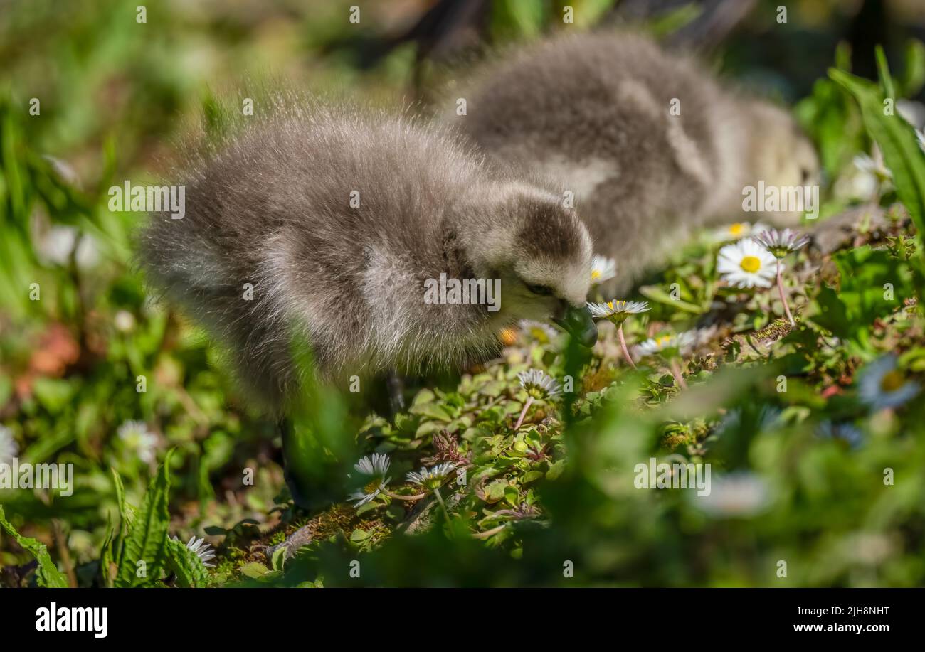closeup of barnacle geese gosling (Branta leucopsis Stock Photo - Alamy