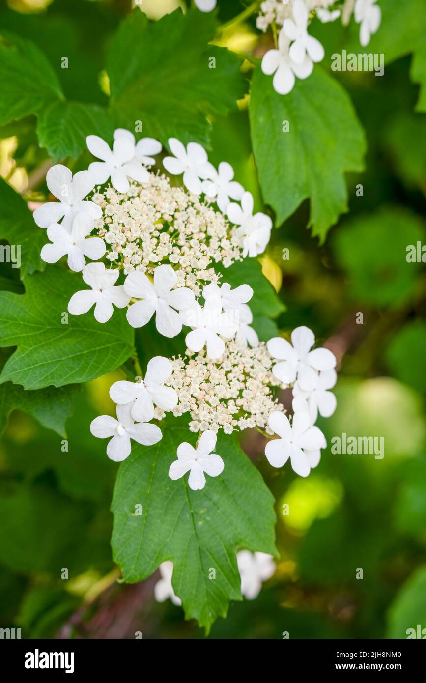 detailed close up of a Viburnum trilobum Stock Photo - Alamy
