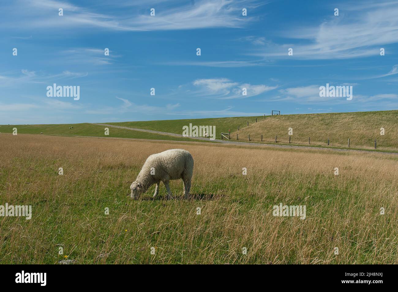 The Drenthe Heath sheep grazing in lush green pasture in Westerhever ...