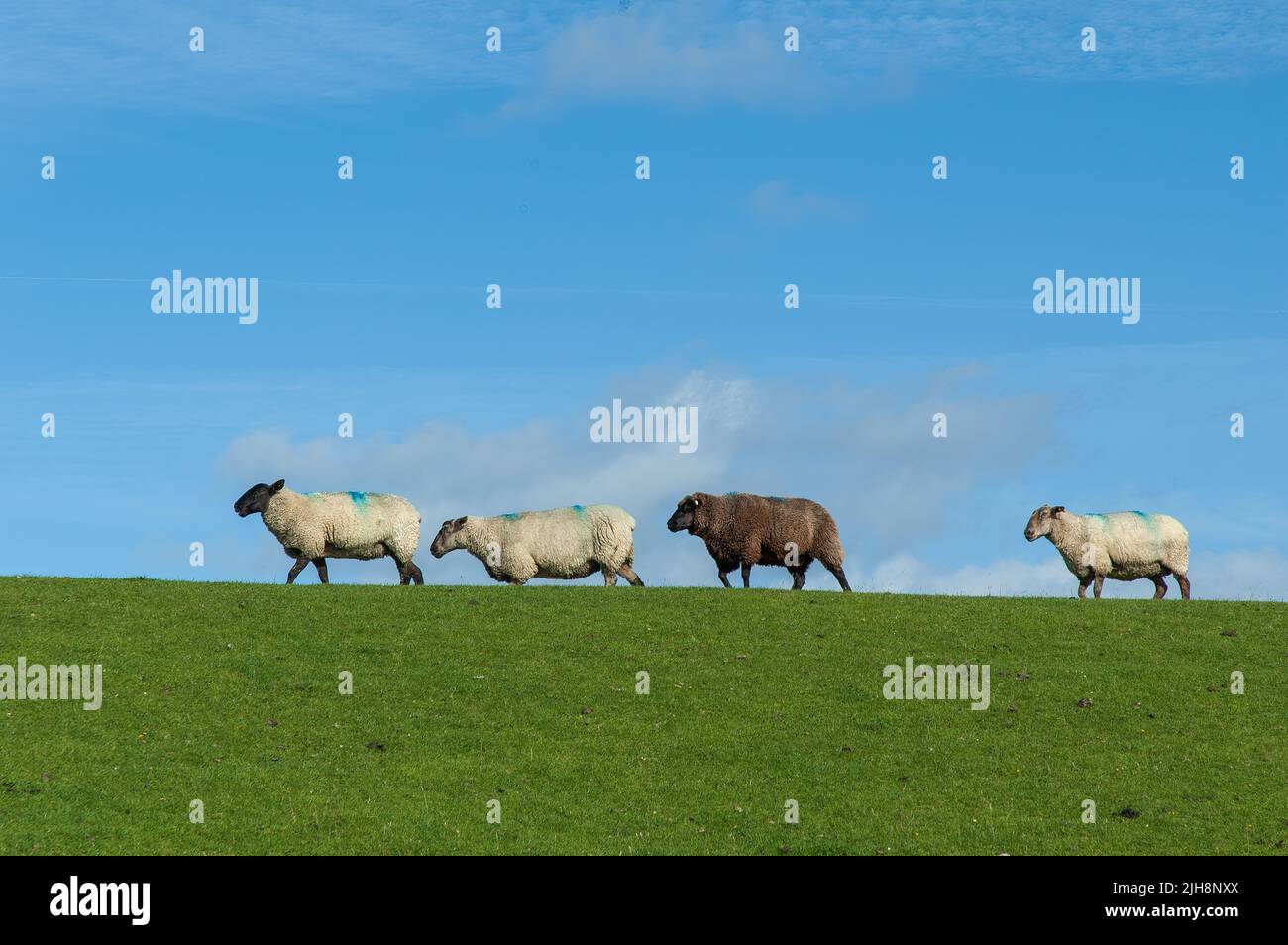 The Welsh Mountain sheep grazing in lush green pasture in Westerhever ...