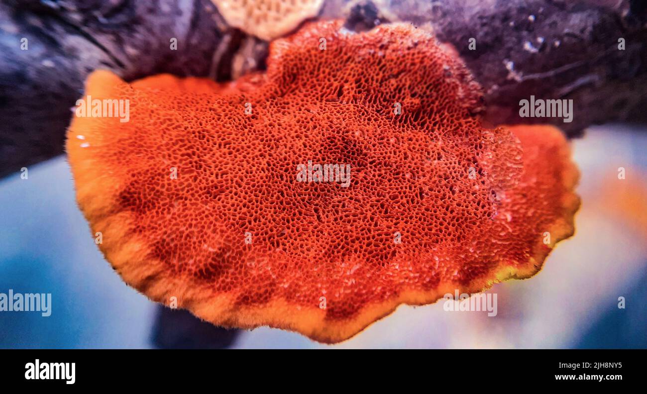 Pycnoporus sanguineus hi-res stock photography and images - Alamy