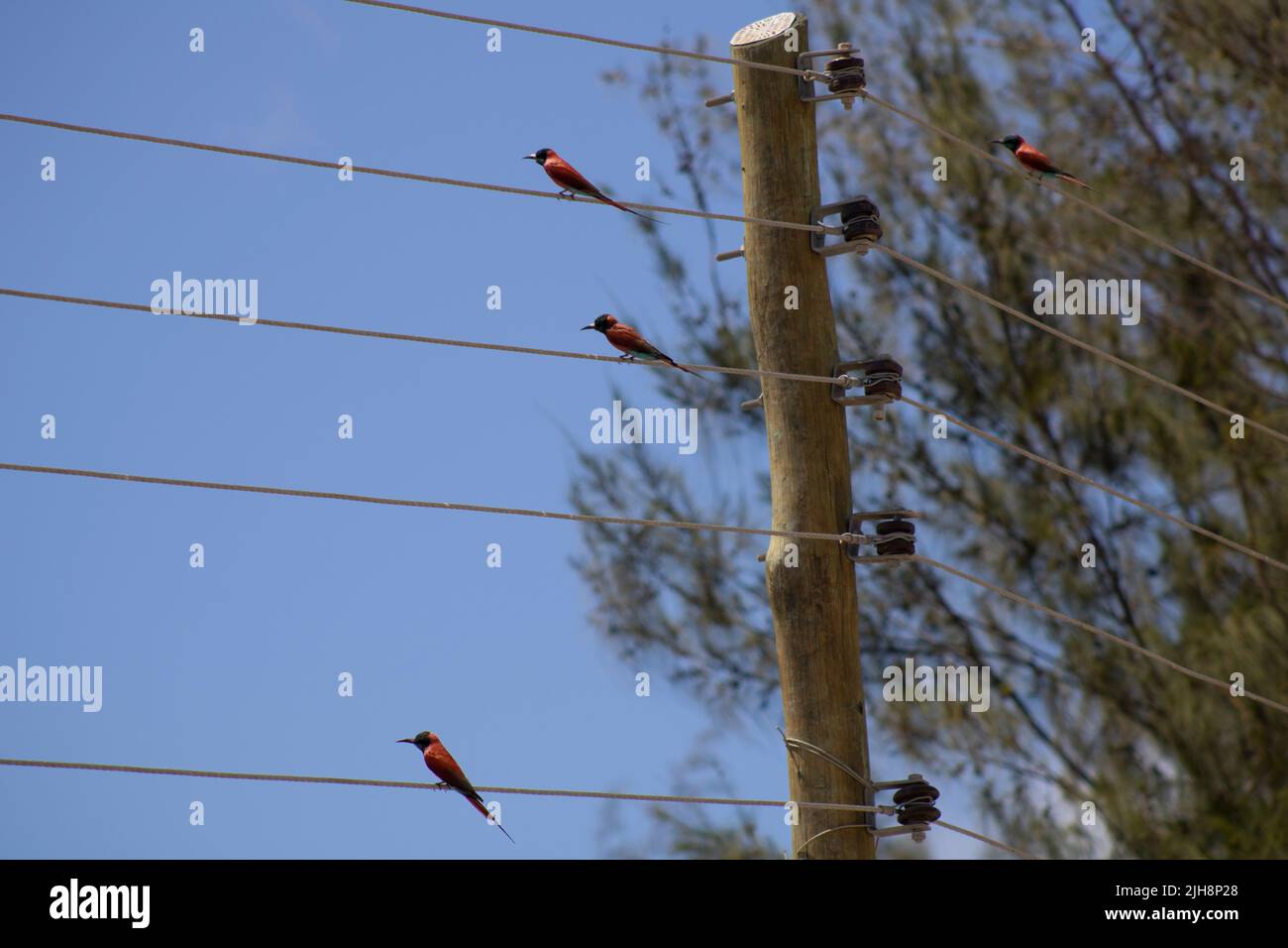 Four northern carmine bee-eaters (Merops nubicus) perched on the cables ...