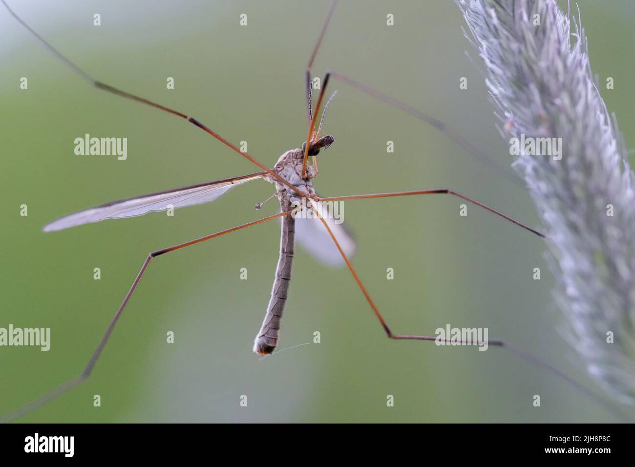 Cranefly tipula luna hi-res stock photography and images - Alamy