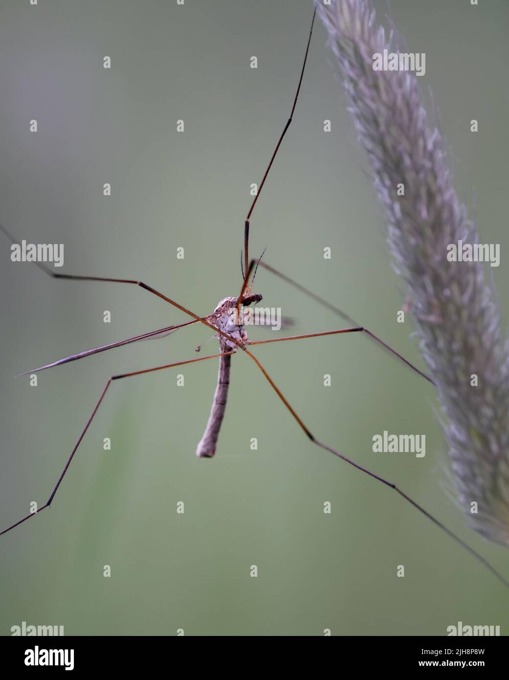Cranefly tipula luna hi-res stock photography and images - Alamy