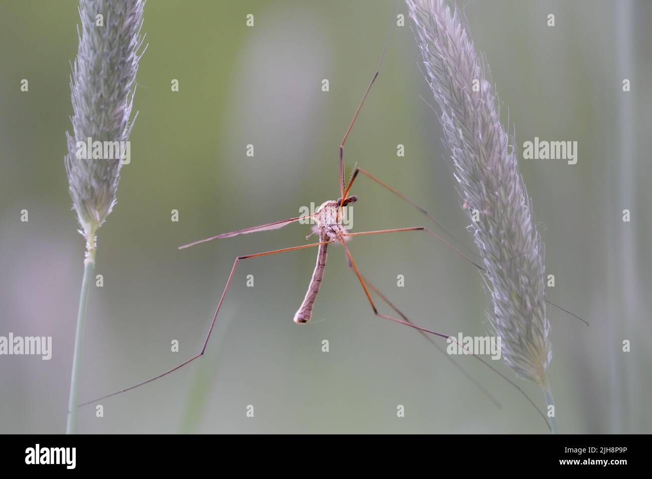 Cranefly tipula luna hi-res stock photography and images - Alamy